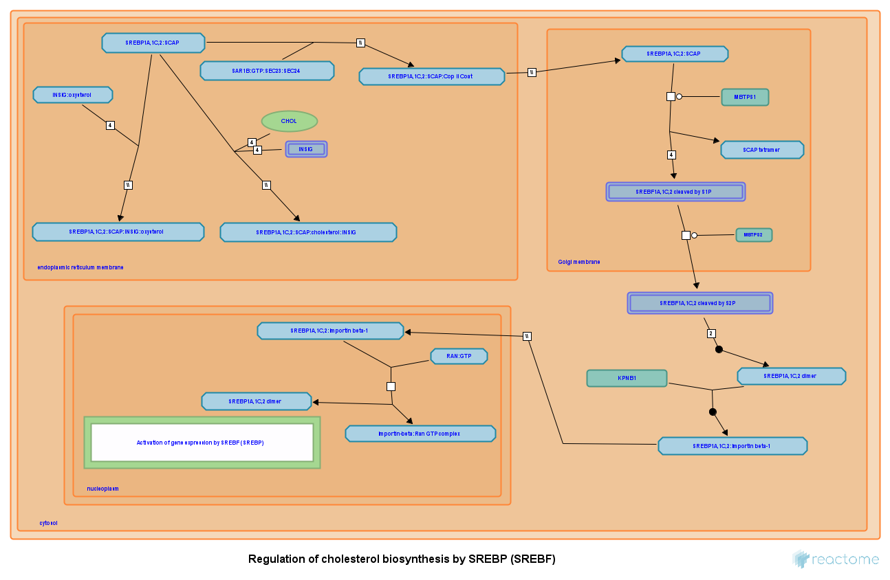 反弹|Srebp（Srebf）调节胆固醇生物合成