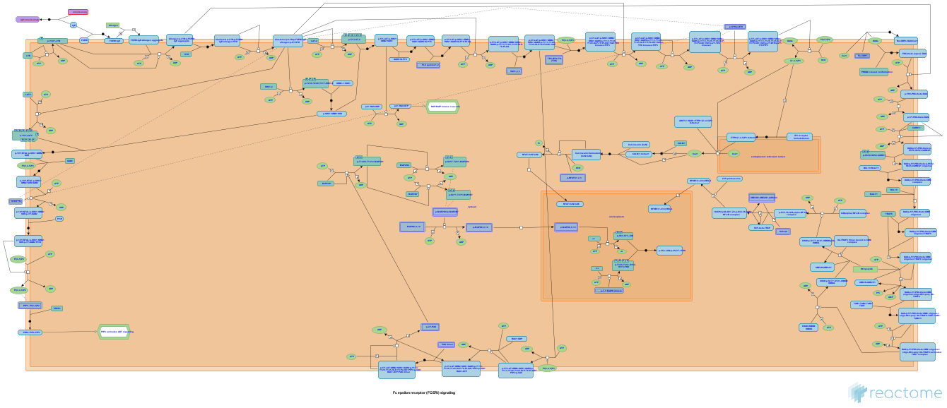 反应组| Fc epsilon受体(FCERI)信号