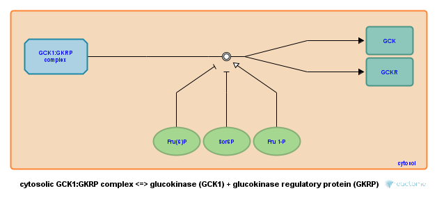 Reactome |胞质GCK1:GKRP复合物 葡萄糖激酶(GCK1) +葡萄糖激酶调节蛋白(GKRP)