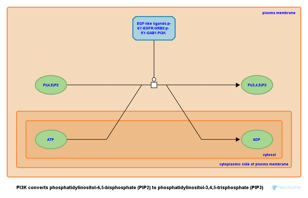 PI3K转化磷脂酰肌醇-4,5-二磷酸(PIP2)到磷脂酰肌醇-3,4,5-三磷酸(PIP3)
