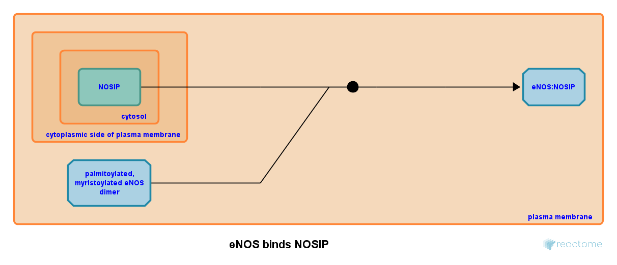 Reactome | eNOS结合NOSIP