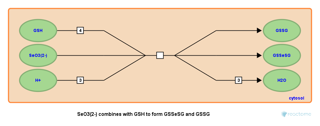 反弹|SEO3（2-）与GSH结合形成GSSEG和GSSG