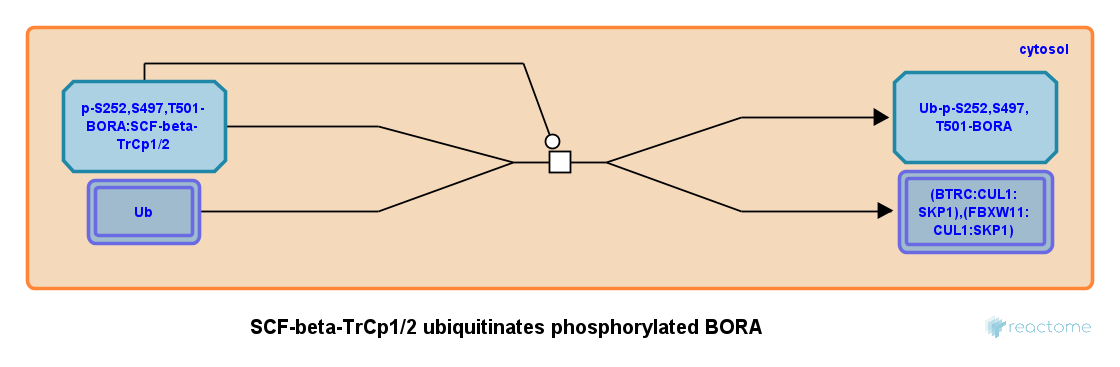 Reactome | SCF-beta-TrCp1/2泛素化磷酸化的BORA