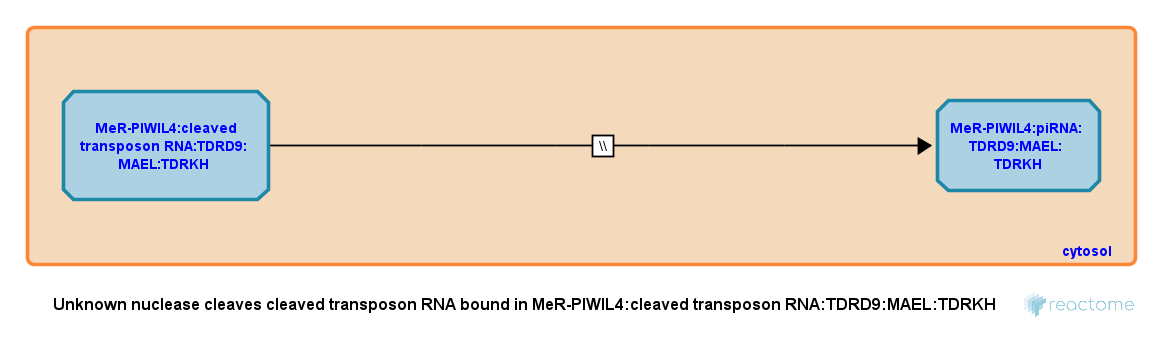 Reactome | Unknown nuclease cleaved transposon RNA结合在MeR-PIWIL4:cleaved ...