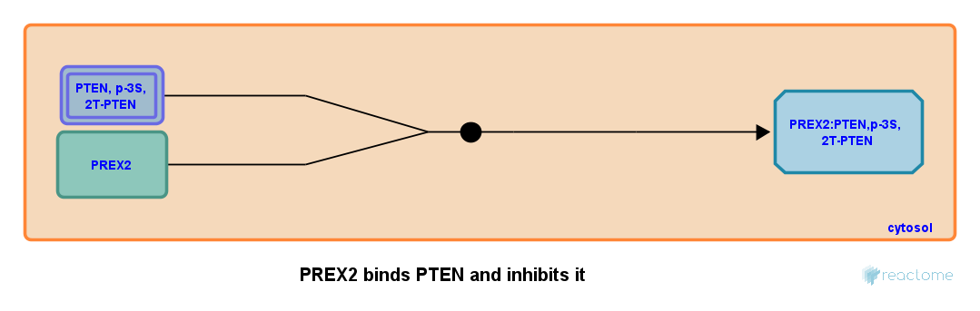 反弹|prex2绑定PTEN并抑制它