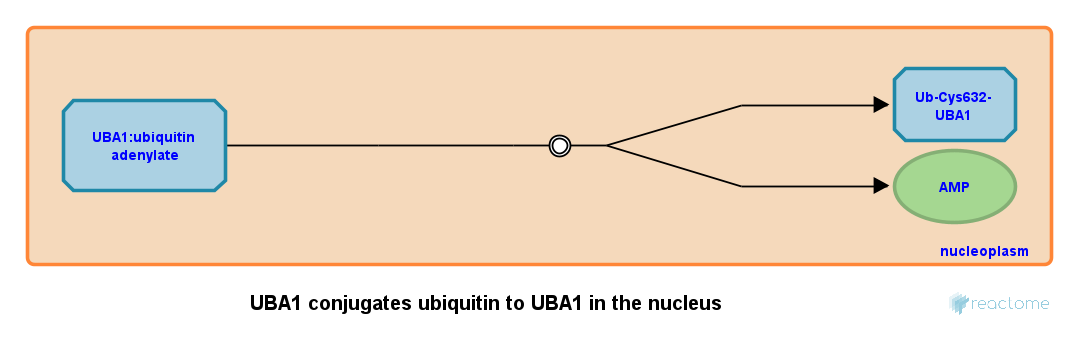 反应体| UBA1使泛素与细胞核中的UBA1结合