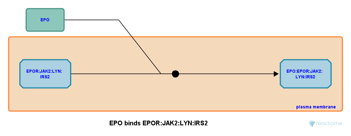 Reactome | EPO结合EPOR:JAK2:LYN:IRS2