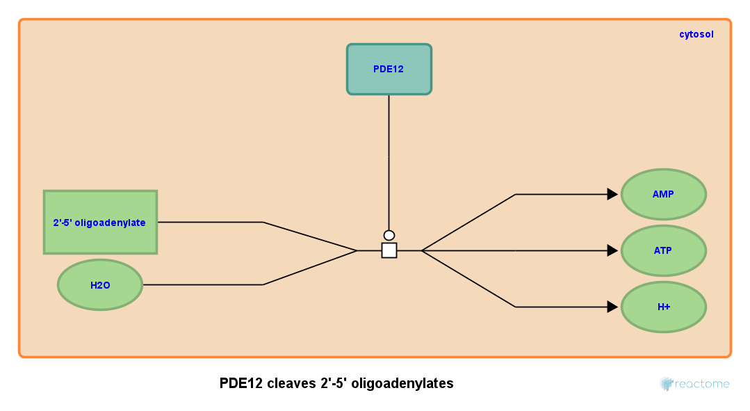 Reactome | PDE12切割2'-5'低聚腺苷酸