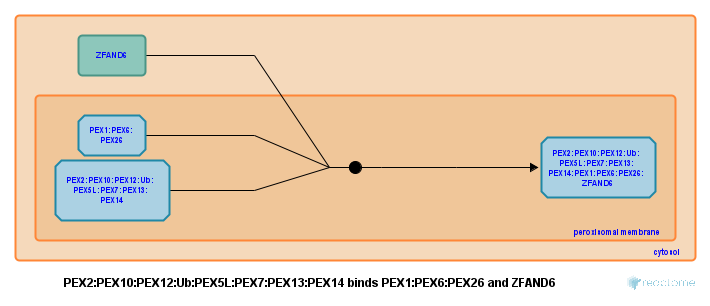 反应组| PEX2:PEX10:PEX12:Ub:PEX5L:PEX7:PEX13:PEX14结合PEX1:PEX6:PEX26和ZFAND6